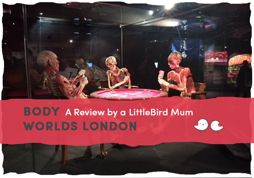 Body Worlds: The Beauty, Gift and Value of Life – LittleBird Blog