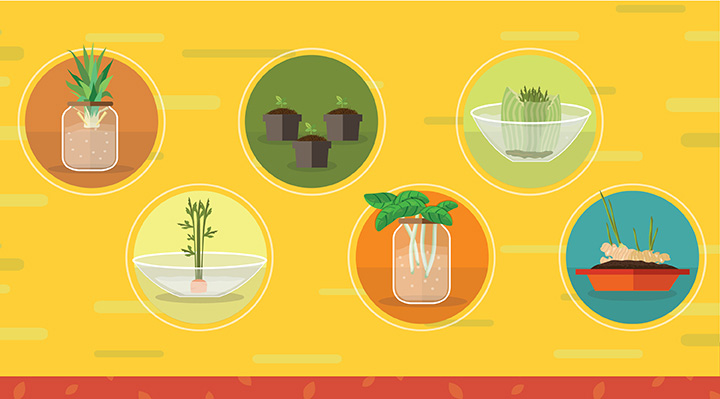 How to Re-grow Vegetables from Cuttings – LittleBird Blog