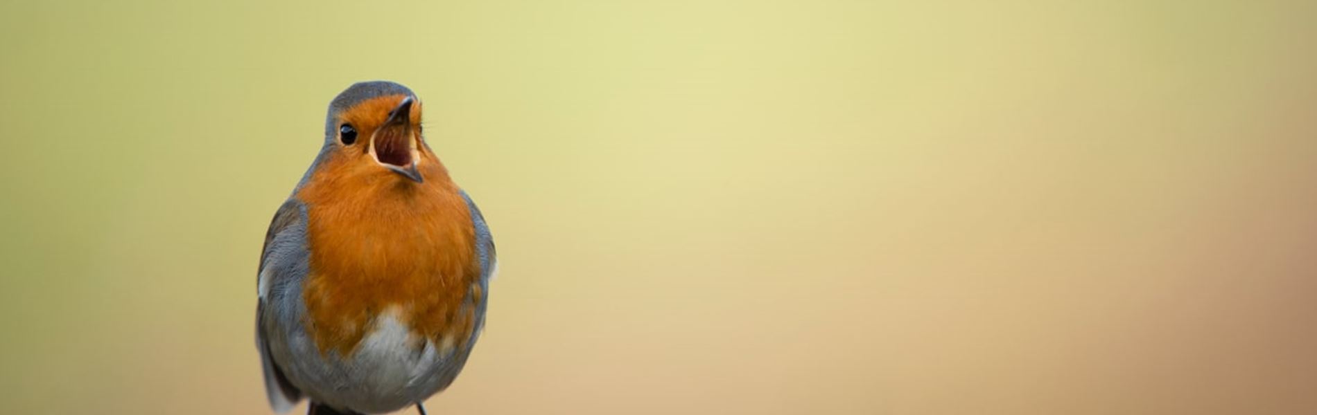 LittleBird Family Pass: Summer Sorted - Fun Kids - the UK's children's ...