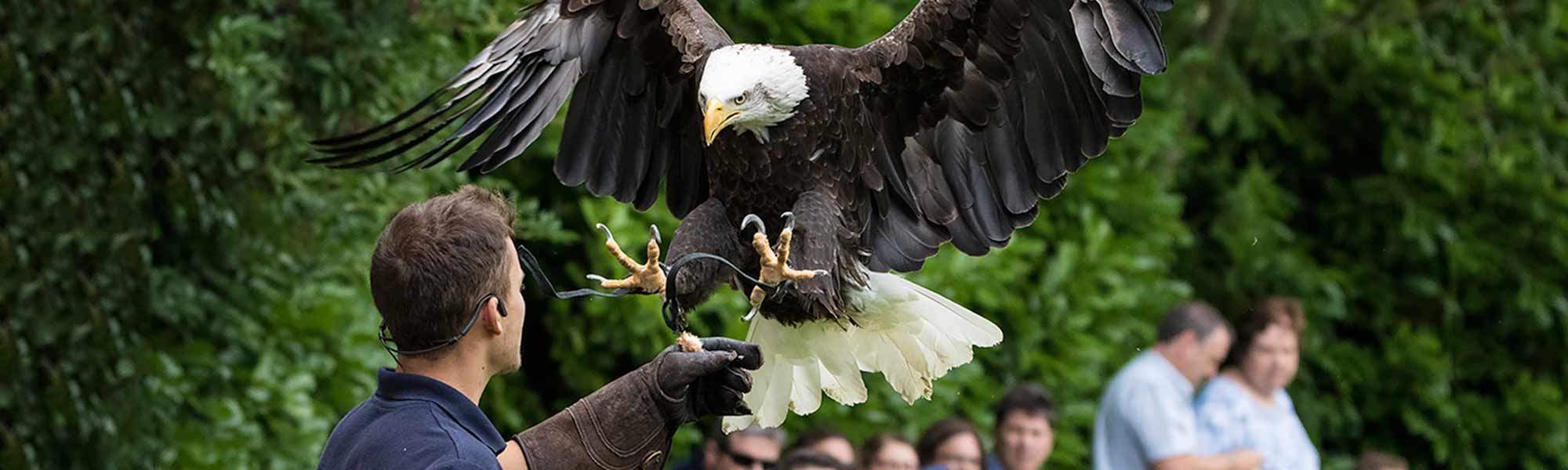 LittleBird - Liberty’s Owl, Raptor and Reptile Centre, Up to 50% off