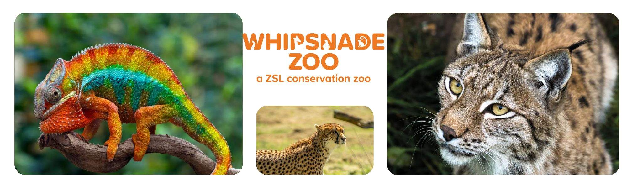 LittleBird - Enjoy a wildlife adventure at Whipsnade - the UK's biggest zoo