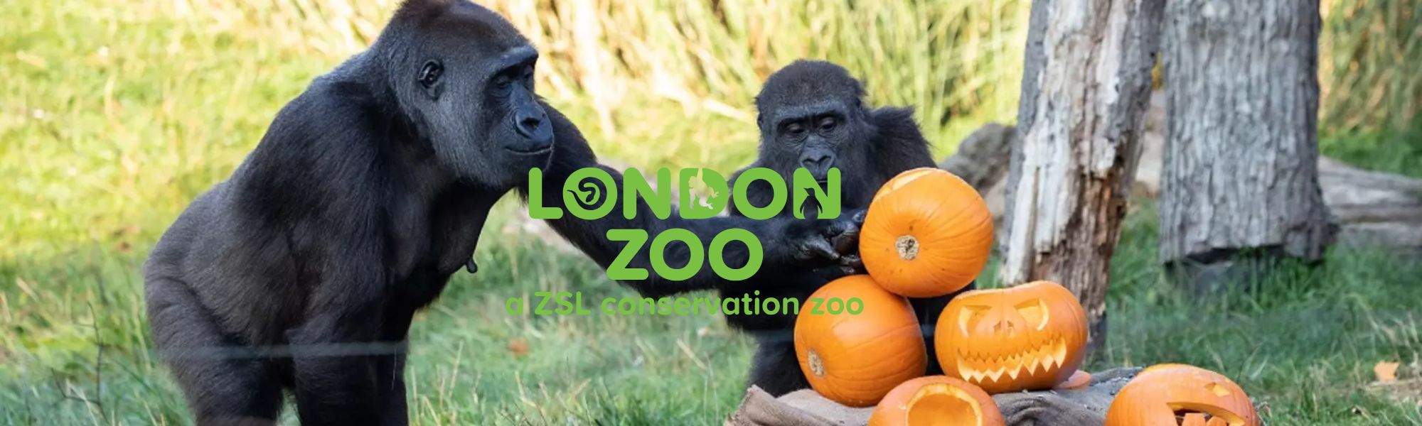 LittleBird - London Zoo - Boo at the Zoo
